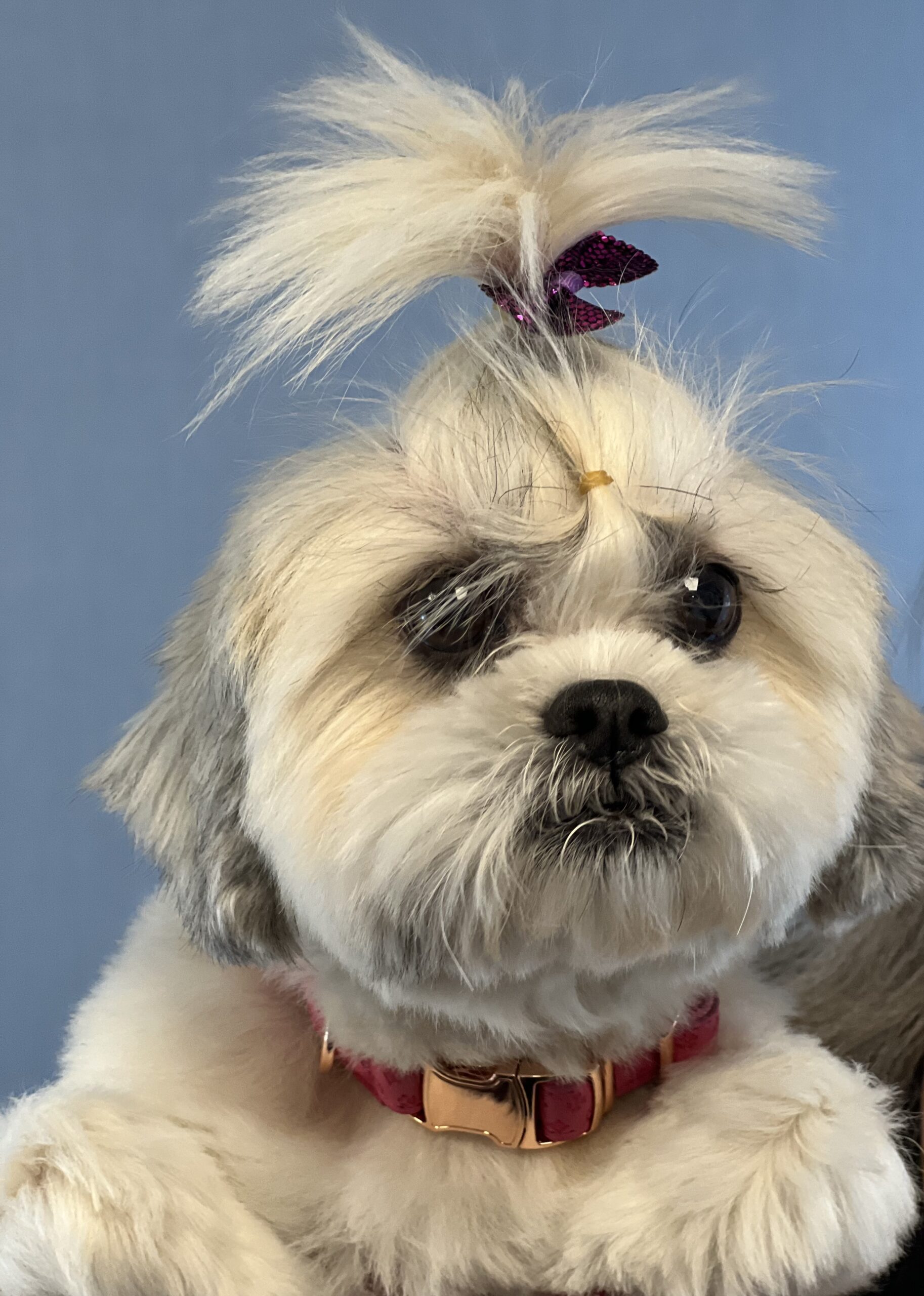 Meet Our Therapy Dogs | Dental Implants in Butler, PA